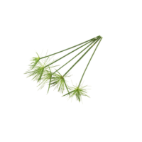 Cypriol – Fragrancelord.com