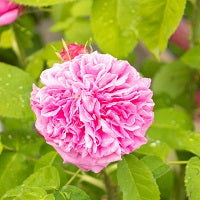 Grasse Rose – Fragrancelord.com