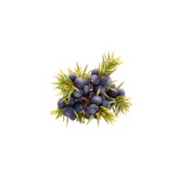Juniper – Fragrancelord.com