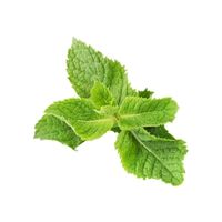 Peppermint – Fragrancelord.com