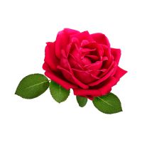 Turkish Rose – Fragrancelord.com