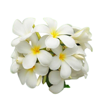 Paradisone – Fragrancelord.com