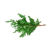 Virginia Cedar – Fragrancelord.com