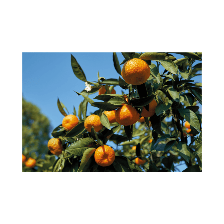 Mandarin Leaf – Fragrancelord.com
