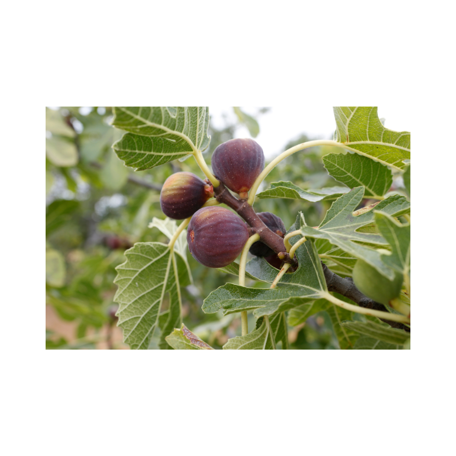 Fig Tree – Fragrancelord.com