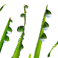 Dew Drop – Fragrancelord.com